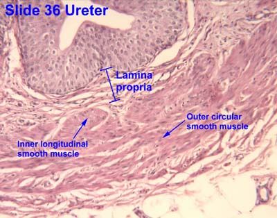 Labeled Bladder Slide Urinary System – Histology Education